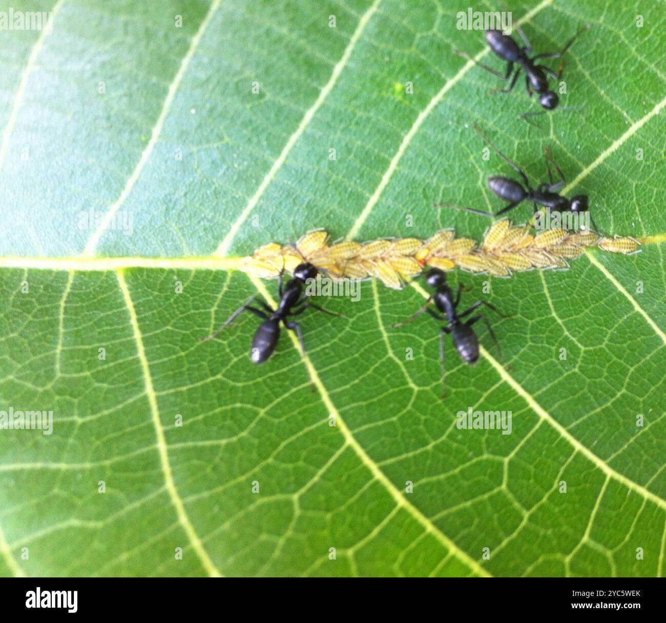 Walnut Aphid (Panaphis juglandis) Insecta Stock Photo - Alamy
