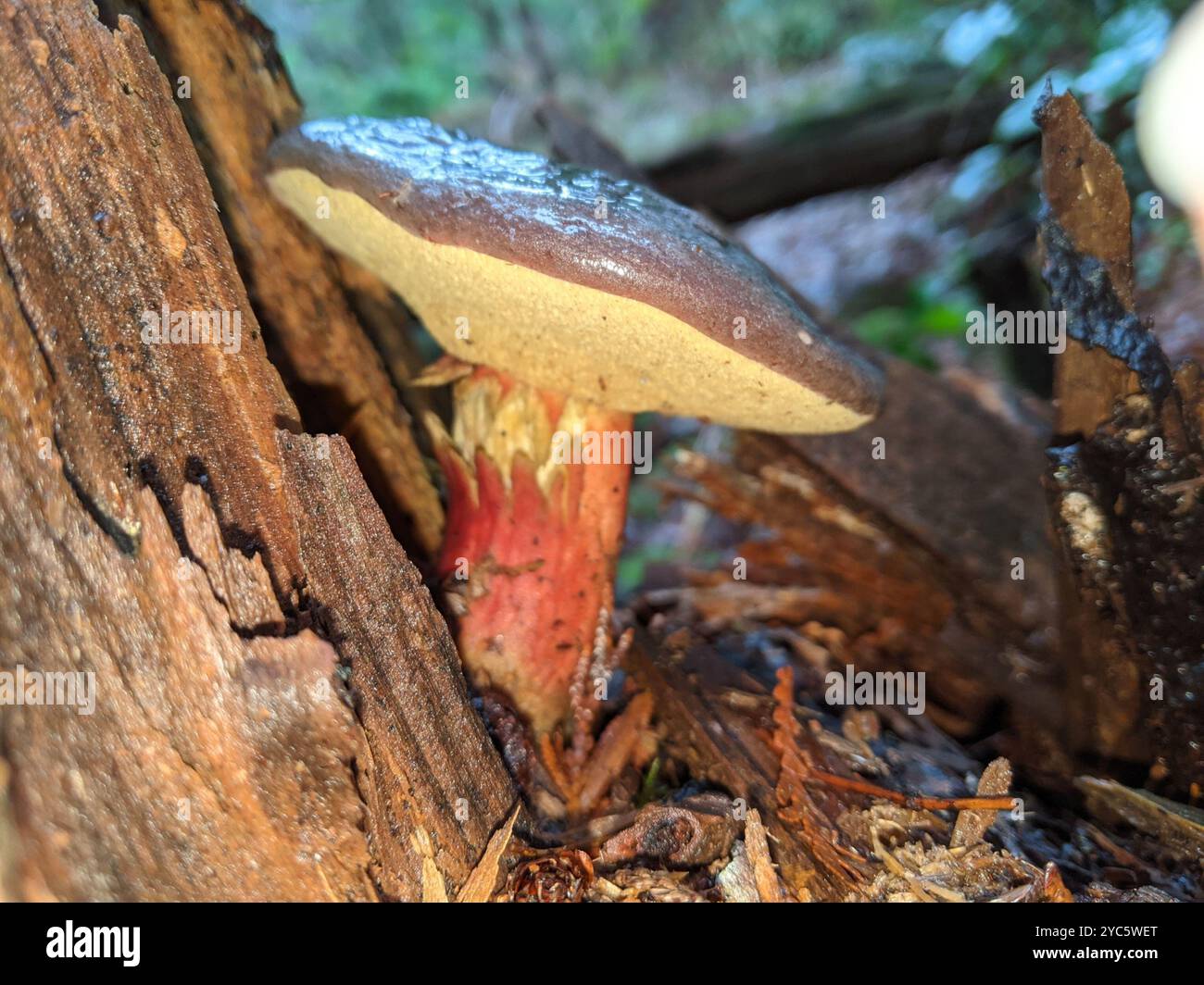 Zeller's bolete (Xerocomellus zelleri) Fungi Stock Photo - Alamy
