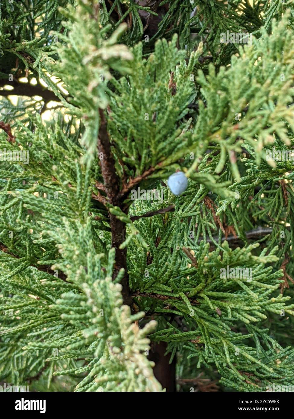 Seaside Juniper (Juniperus maritima) Plantae Stock Photo - Alamy