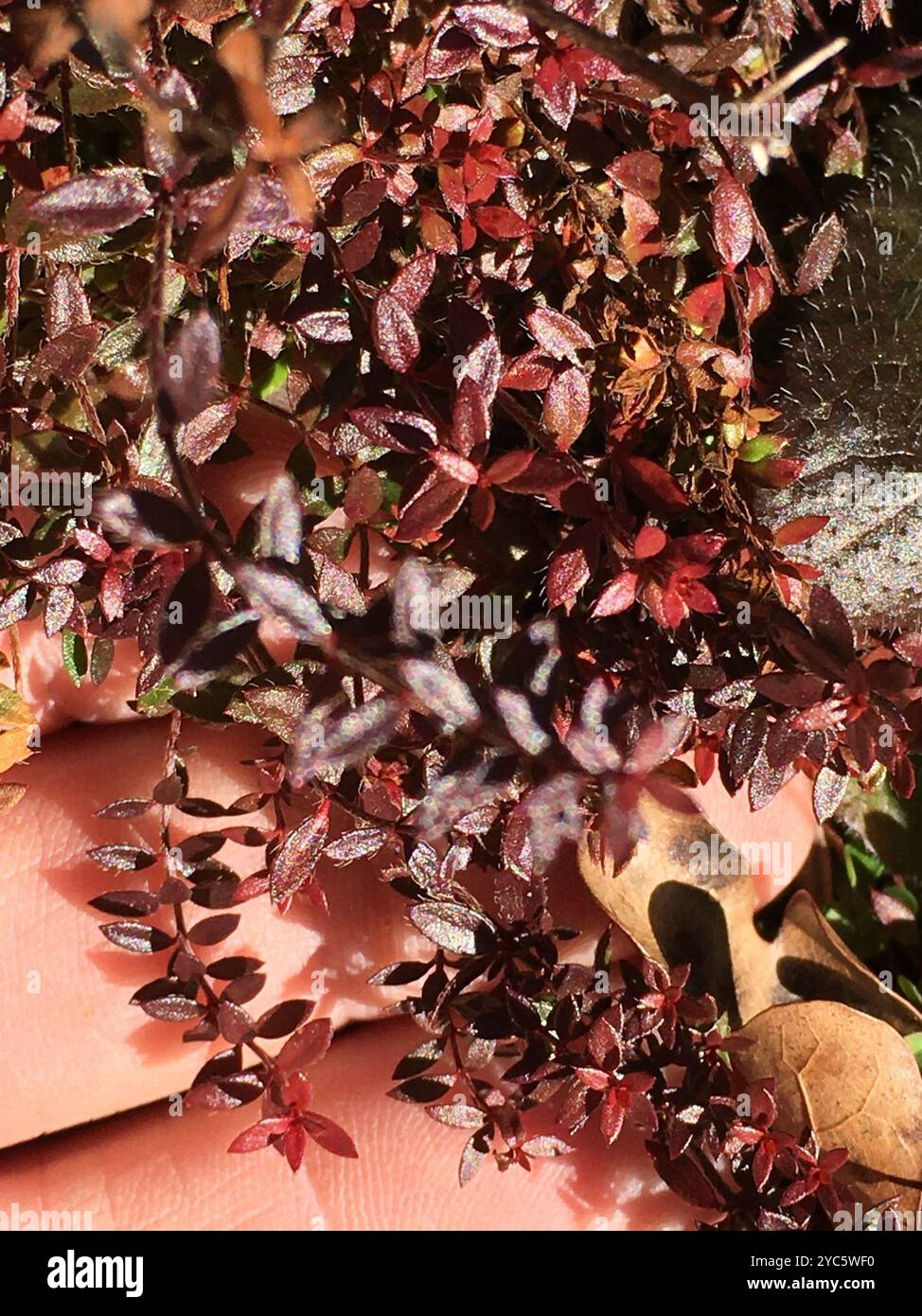 Hairy Pinweed (Lechea mucronata) Plantae Stock Photo - Alamy