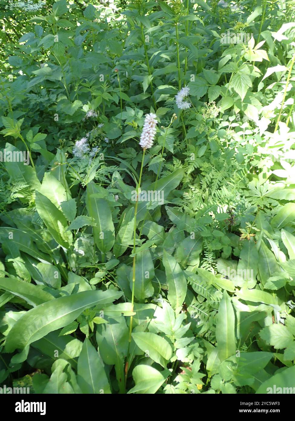 common bistort (Bistorta officinalis) Plantae Stock Photo - Alamy