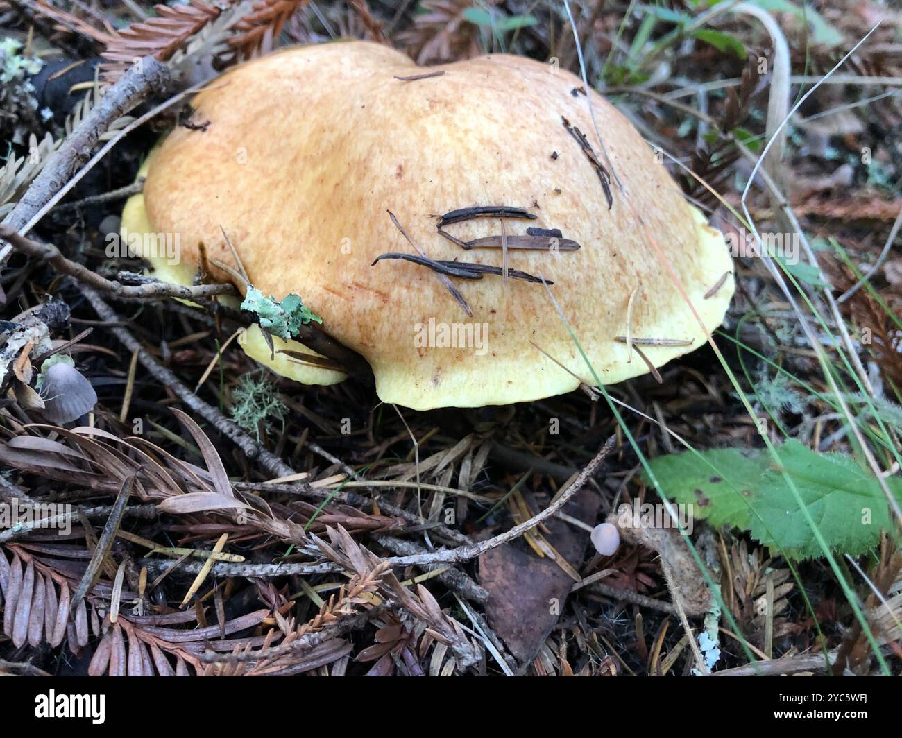 Slippery Jacks (Suillus) Fungi Stock Photo - Alamy