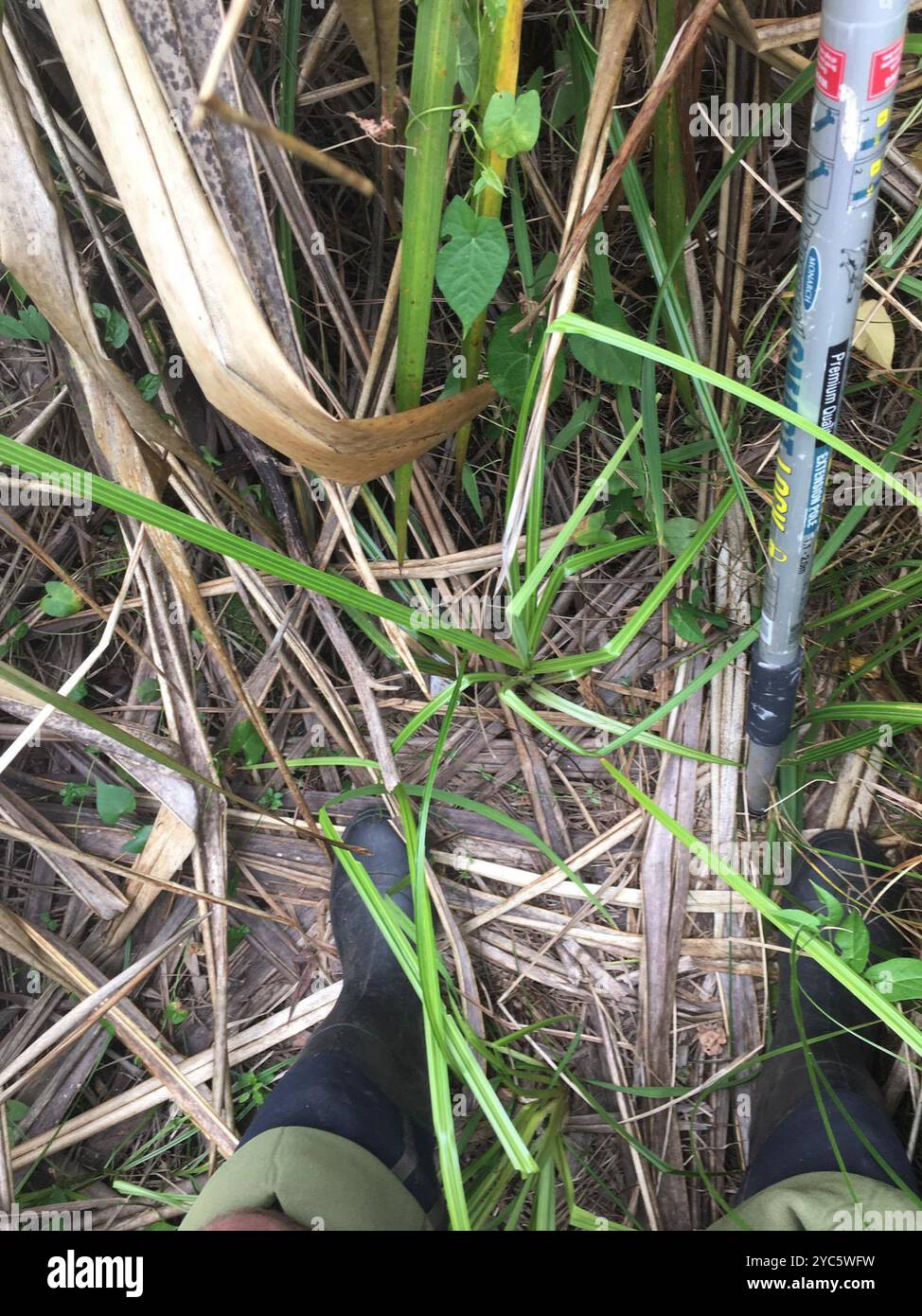 Cutty grass hi-res stock photography and images - Alamy