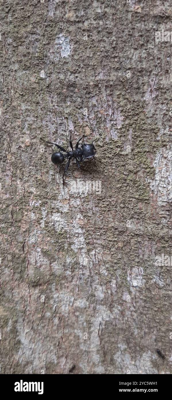 Common Giant Turtle Ant (Cephalotes atratus) Insecta Stock Photo - Alamy