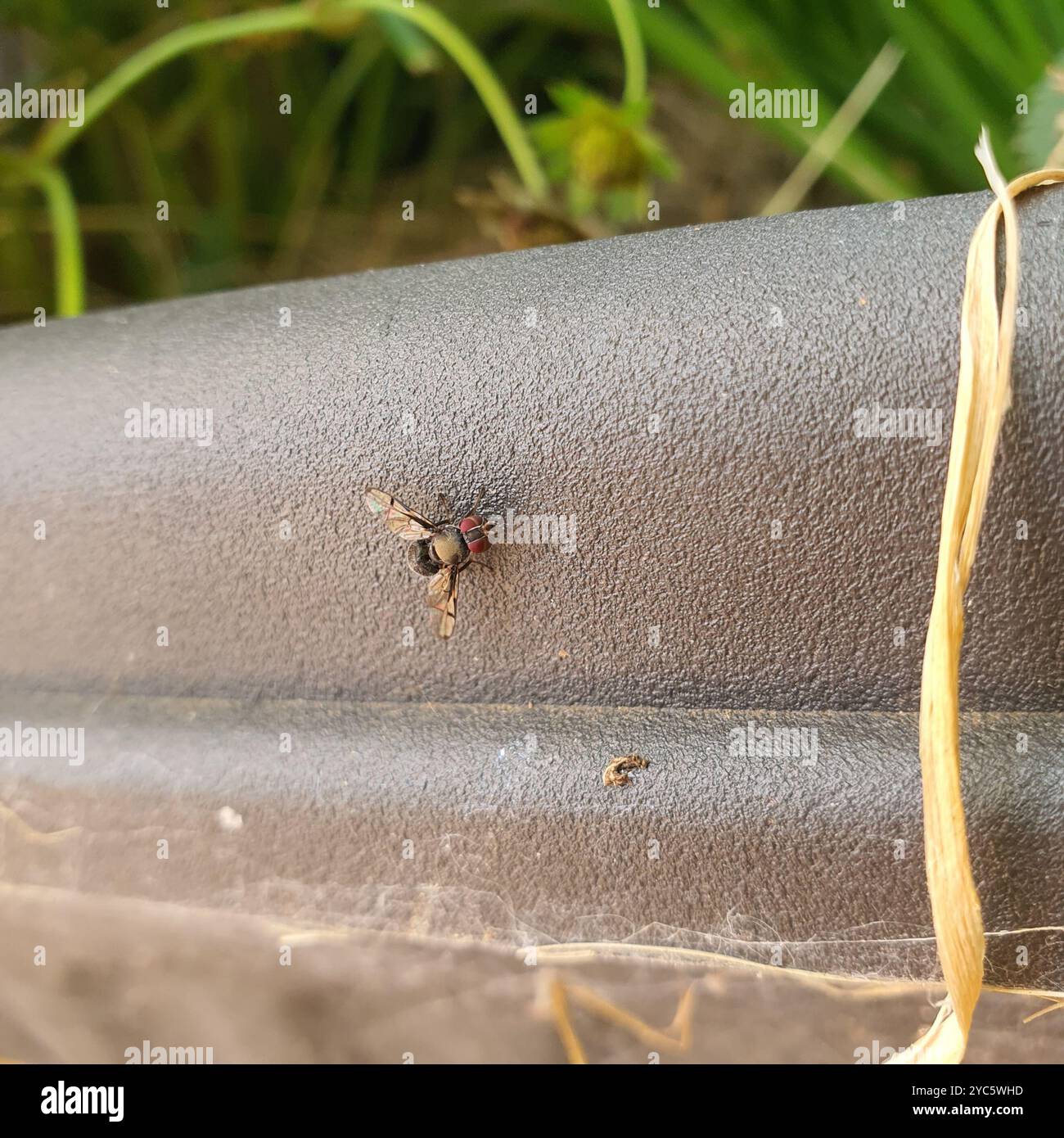 Signal Flies (Platystomatidae) Insecta Stock Photo - Alamy