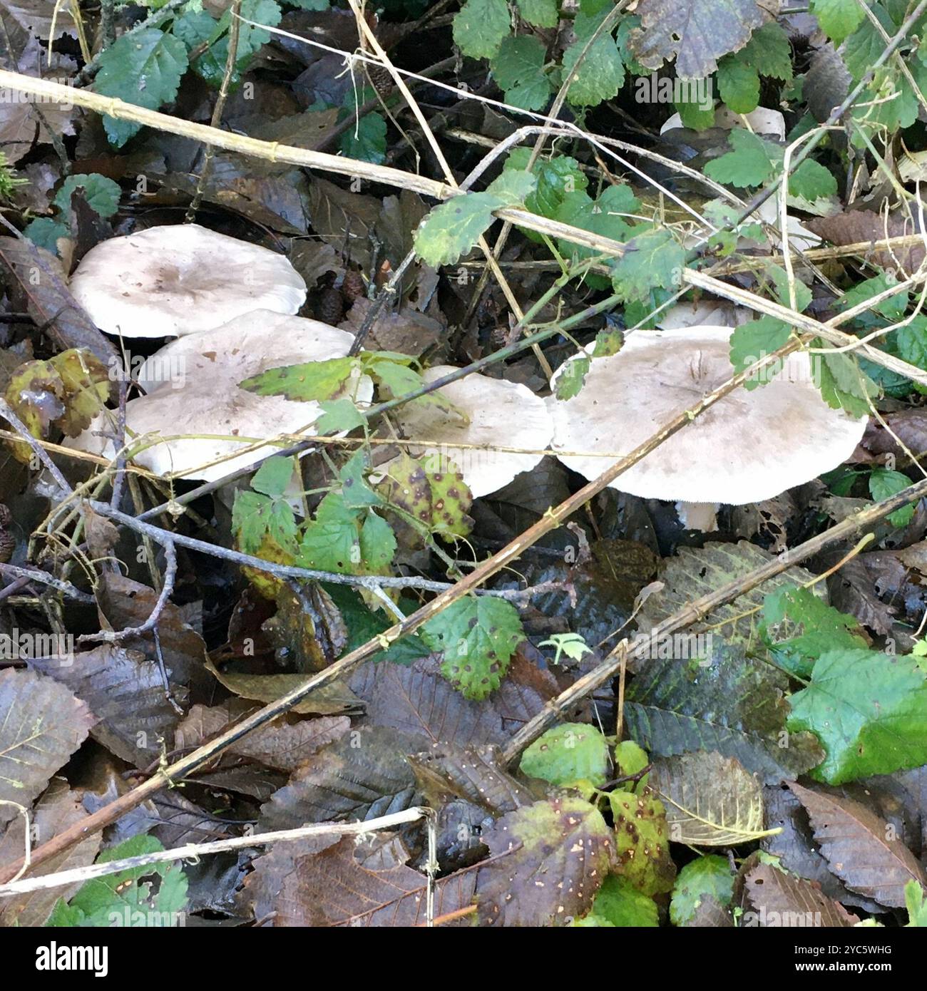 Cloudy Clitocybe (Clitocybe nebularis) Fungi Stock Photo - Alamy