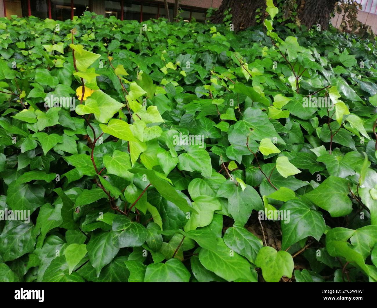 Canary Islands Ivy (Hedera canariensis) Plantae Stock Photo - Alamy