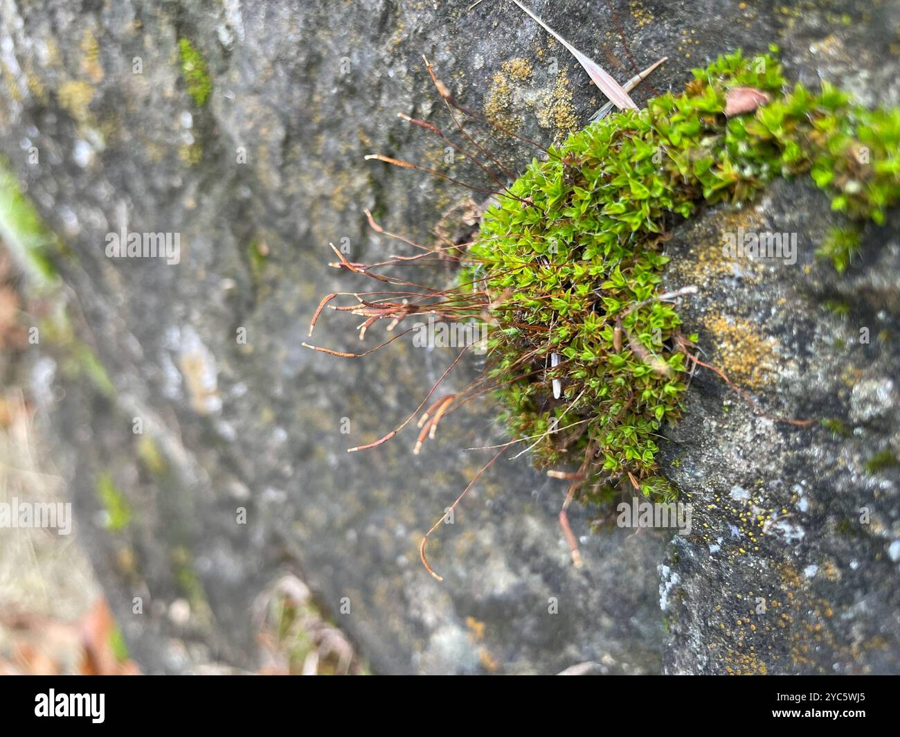 Wall Screw-moss (Tortula muralis) Plantae Stock Photo - Alamy