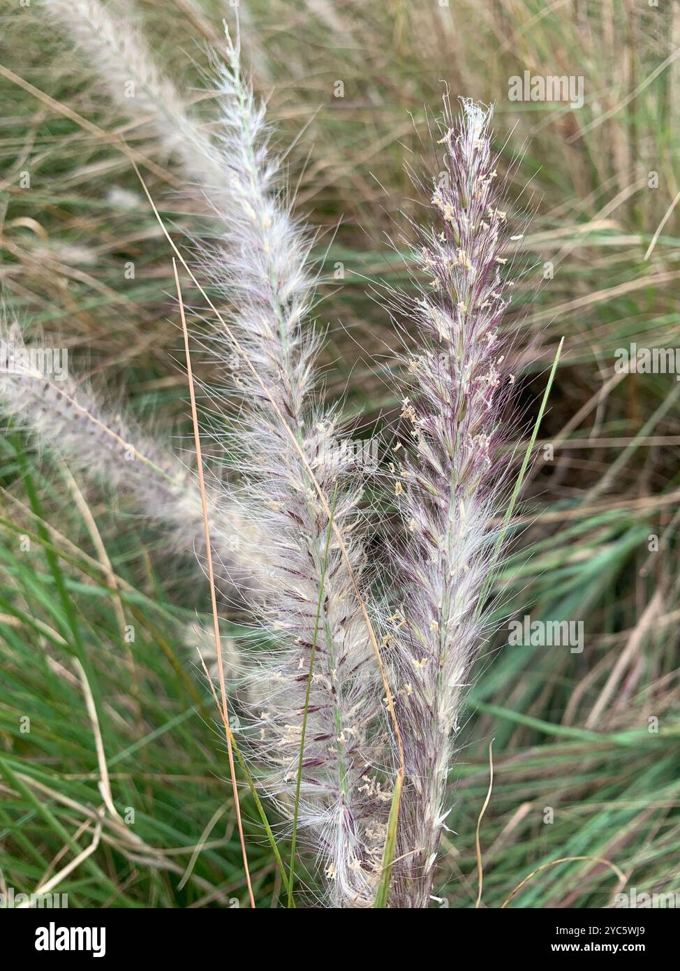 Fountain Grass (Cenchrus setaceus) Plantae Stock Photo - Alamy
