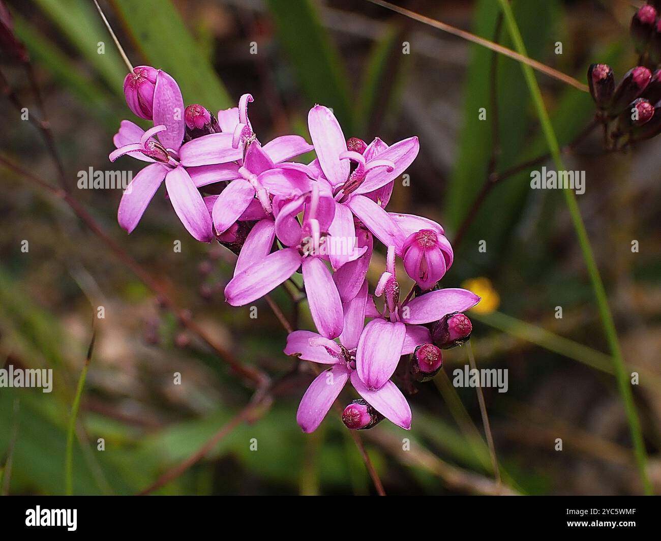 Corymbium hi-res stock photography and images - Alamy