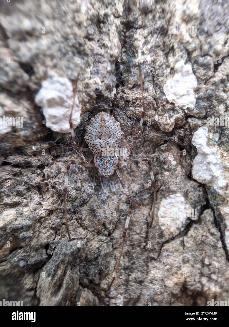 Ornamental Tree Trunk Spider (Herennia multipuncta) Arachnida Stock ...