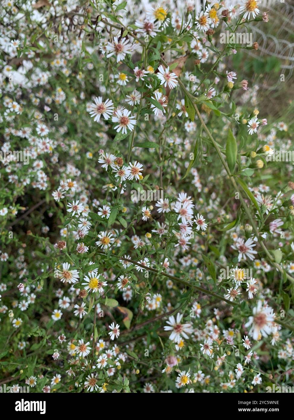 American asters (Symphyotrichum) Plantae Stock Photo - Alamy