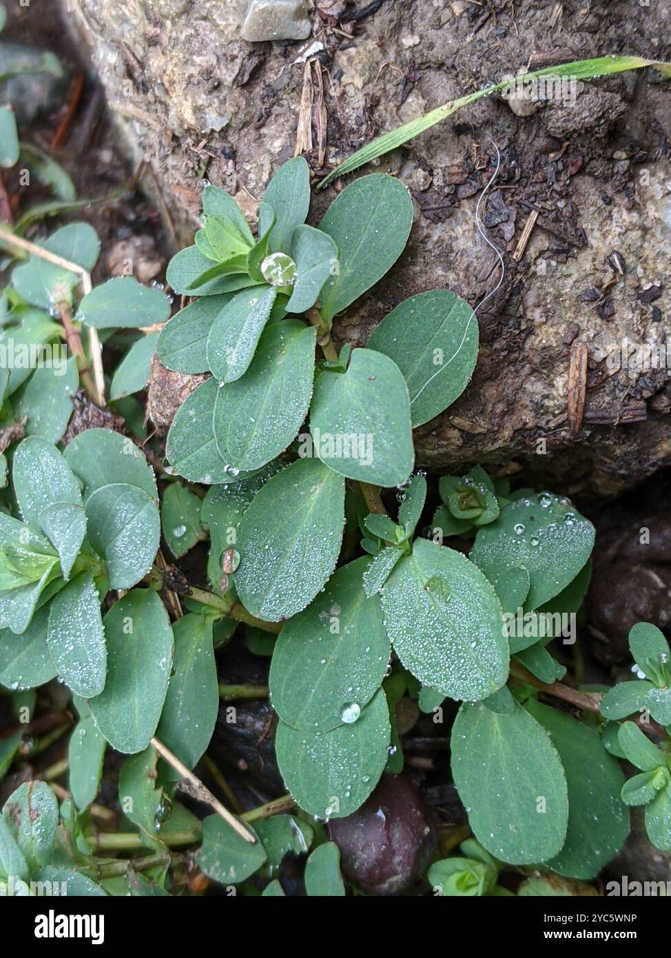 vascular plants (Tracheophyta) Plantae Stock Photo - Alamy