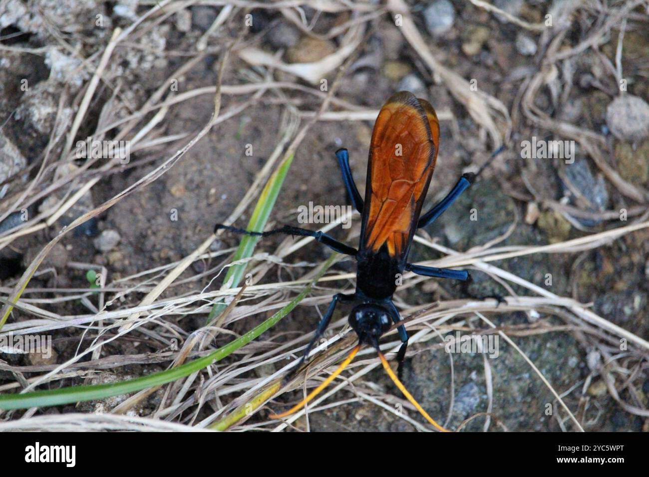 New World Tarantula-hawk Wasps (Pepsis) Insecta Stock Photo - Alamy