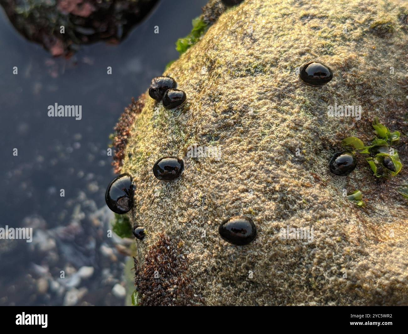 Hawaiian Black Nerite (Nerita picea) Mollusca Stock Photo - Alamy