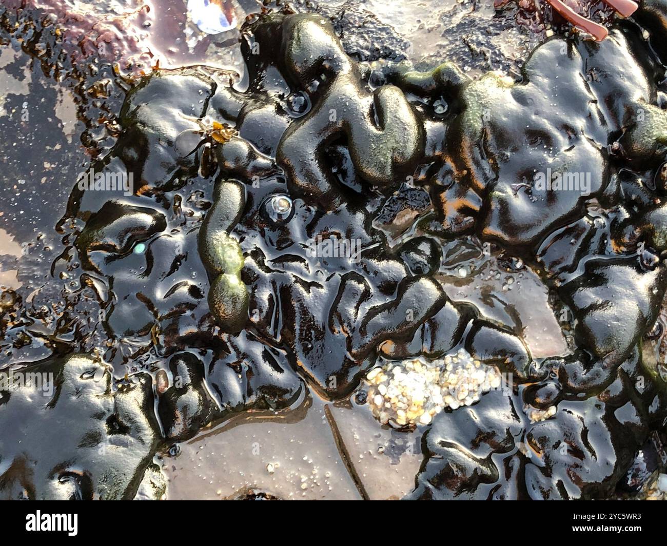 green spongy cushion (Codium setchellii) Plantae Stock Photo - Alamy