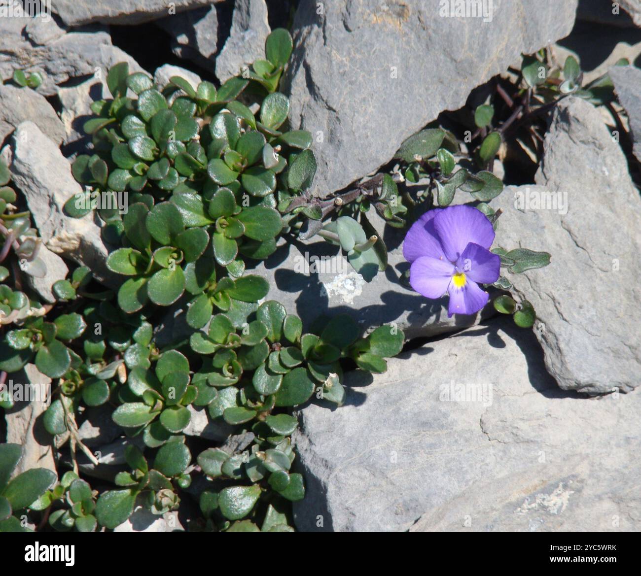 Mount cenis hi-res stock photography and images - Alamy