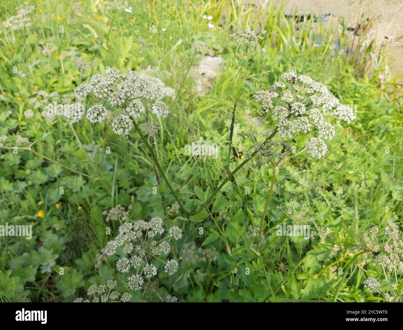 carrot family (Apiaceae) Plantae Stock Photo - Alamy