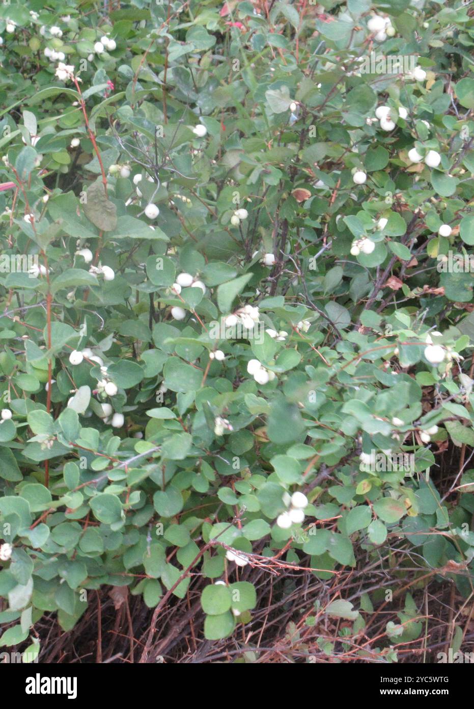 Common Snowberry (Symphoricarpos albus) Plantae Stock Photo - Alamy