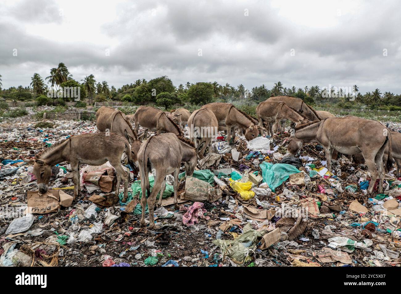 A herd of donkeys scavenge for food at a garbage dump in Lamu Old Town ...