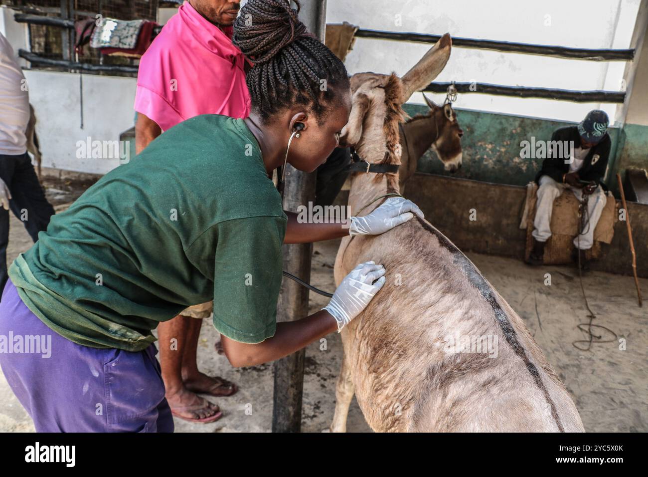 A veterinary doctor attends to a sick donkey at the Donkey Sanctuary ...