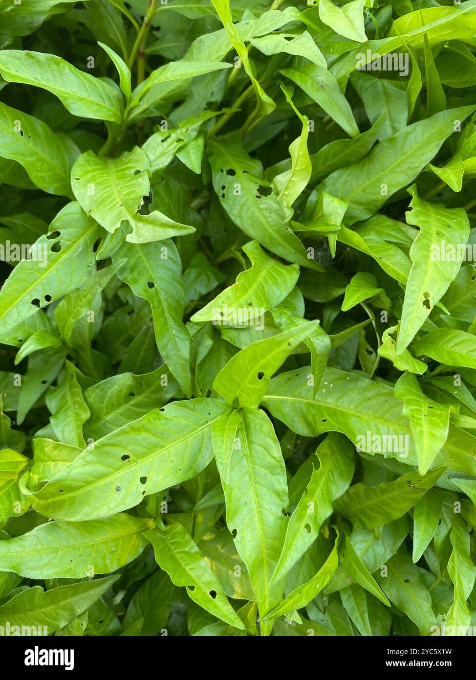waterpepper (Persicaria hydropiper) Plantae Stock Photo - Alamy