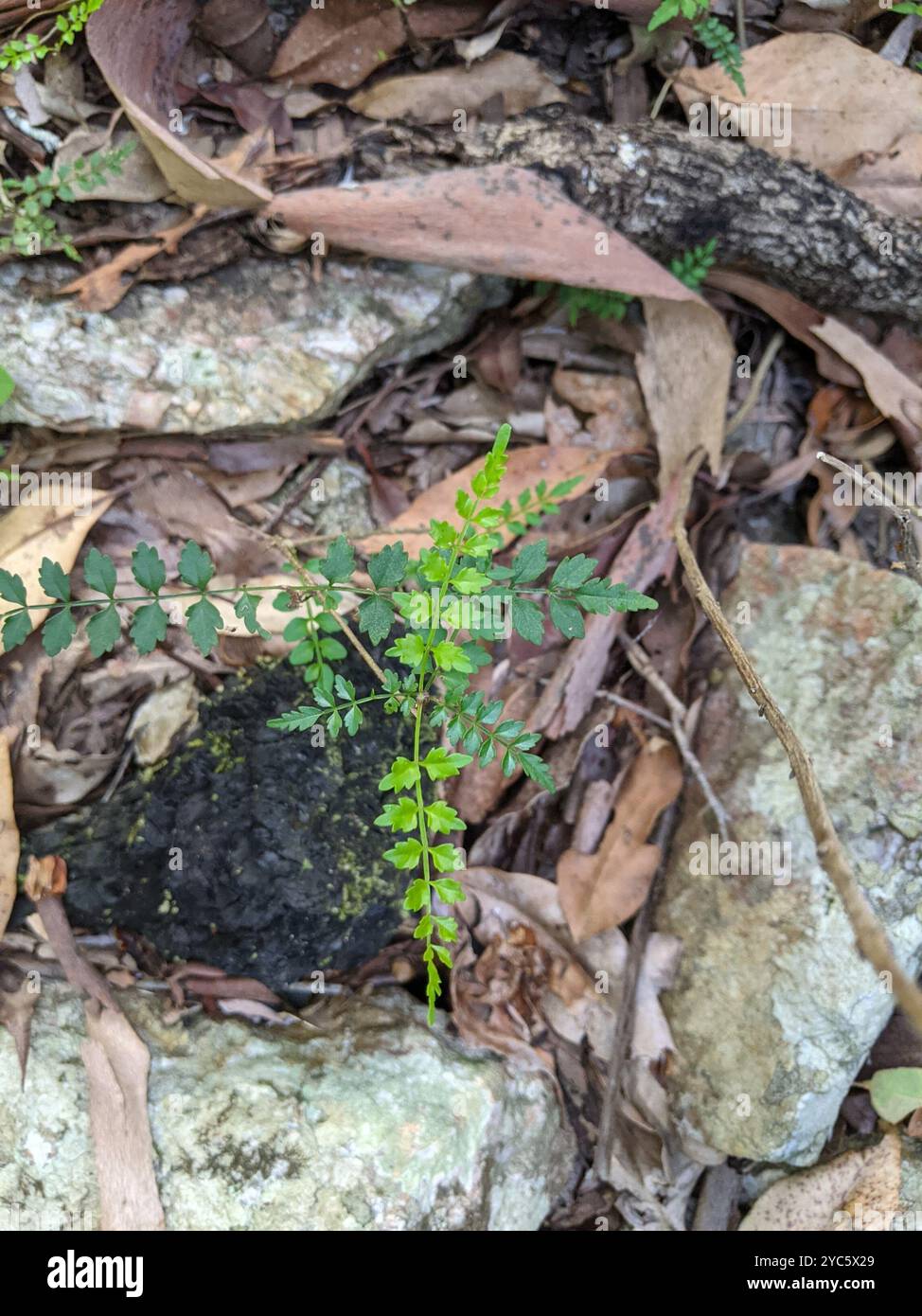 wonga vine (Pandorea pandorana) Plantae Stock Photo - Alamy