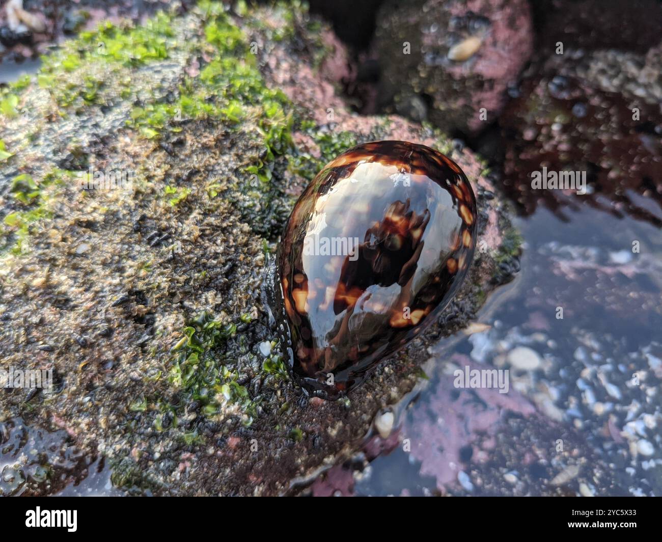 Humpback Cowry (Mauritia mauritiana) Mollusca Stock Photo - Alamy
