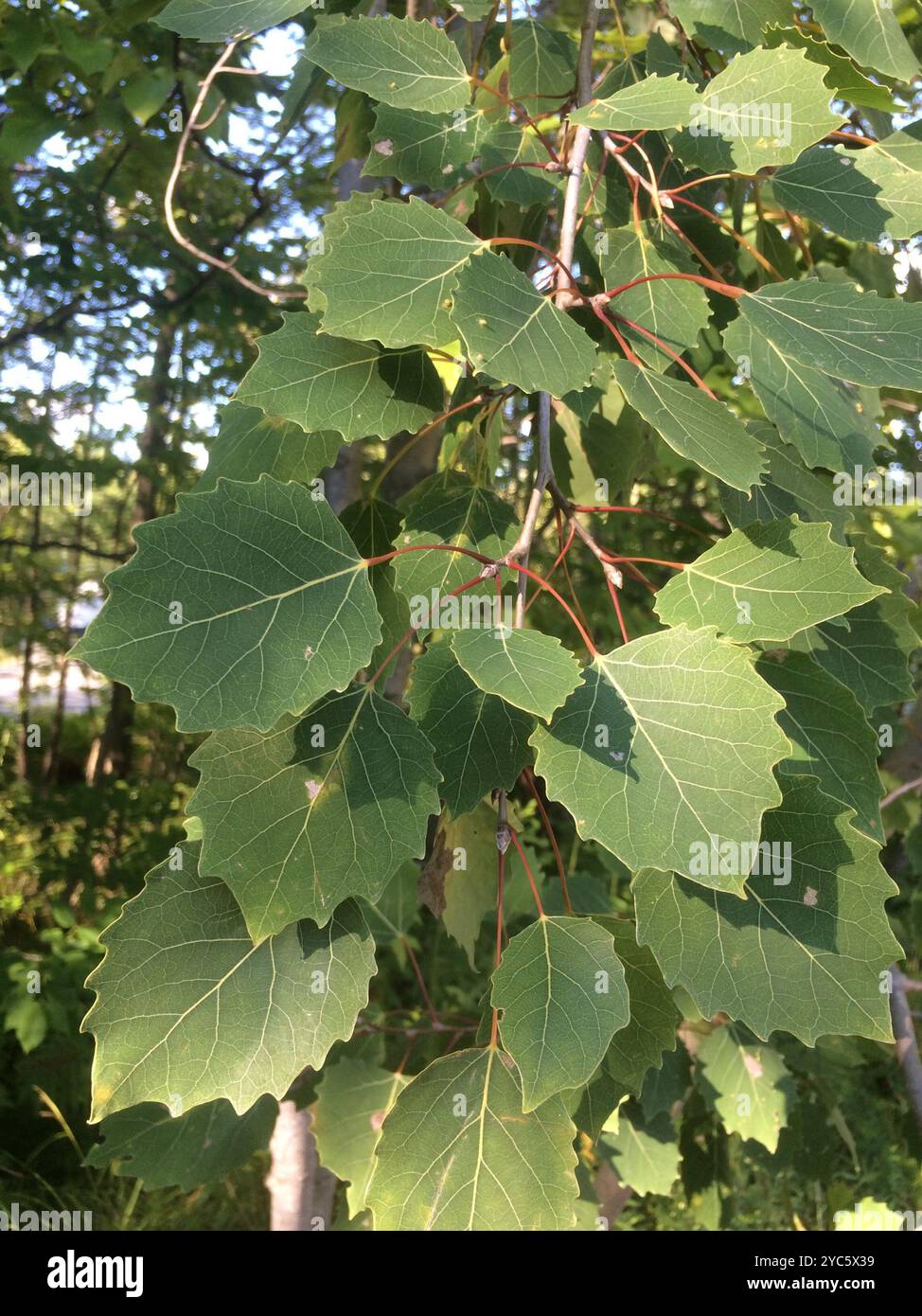 bigtooth aspen (Populus grandidentata) Plantae Stock Photo - Alamy
