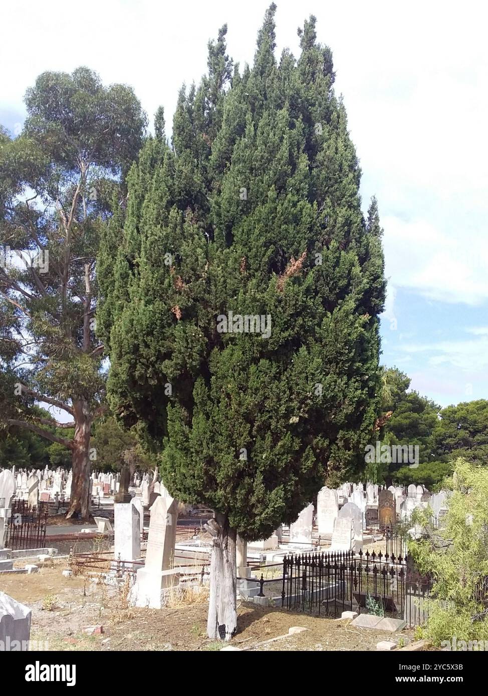 Mediterranean cypress (Cupressus sempervirens) Plantae Stock Photo - Alamy