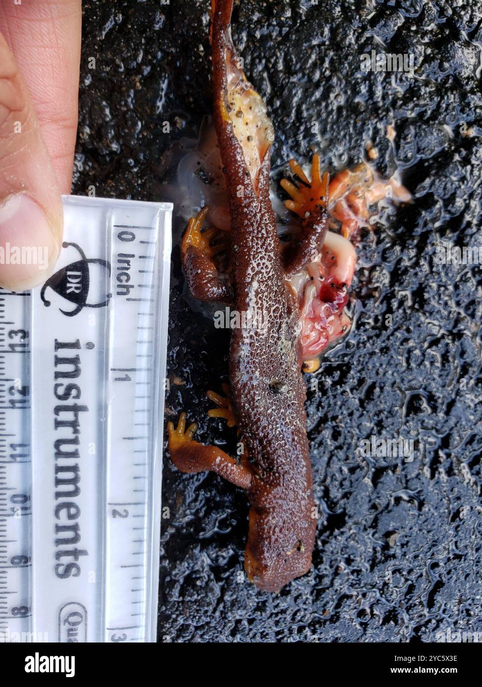 Pacific Newts (Taricha) Amphibia Stock Photo - Alamy