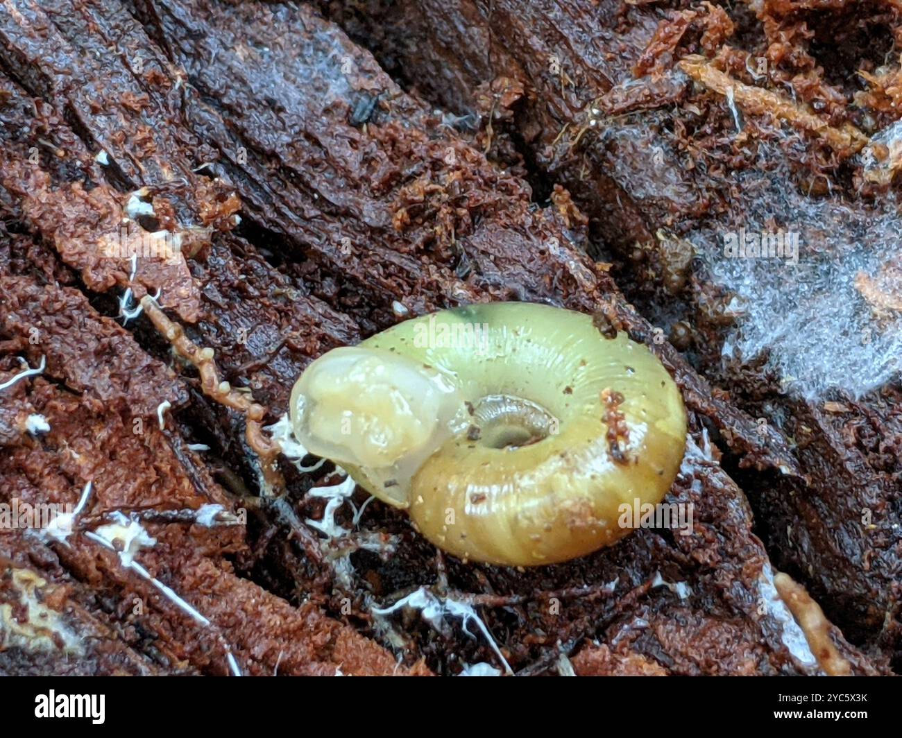 Robust Lancetooth Snail (Haplotrema vancouverense) Mollusca Stock Photo ...