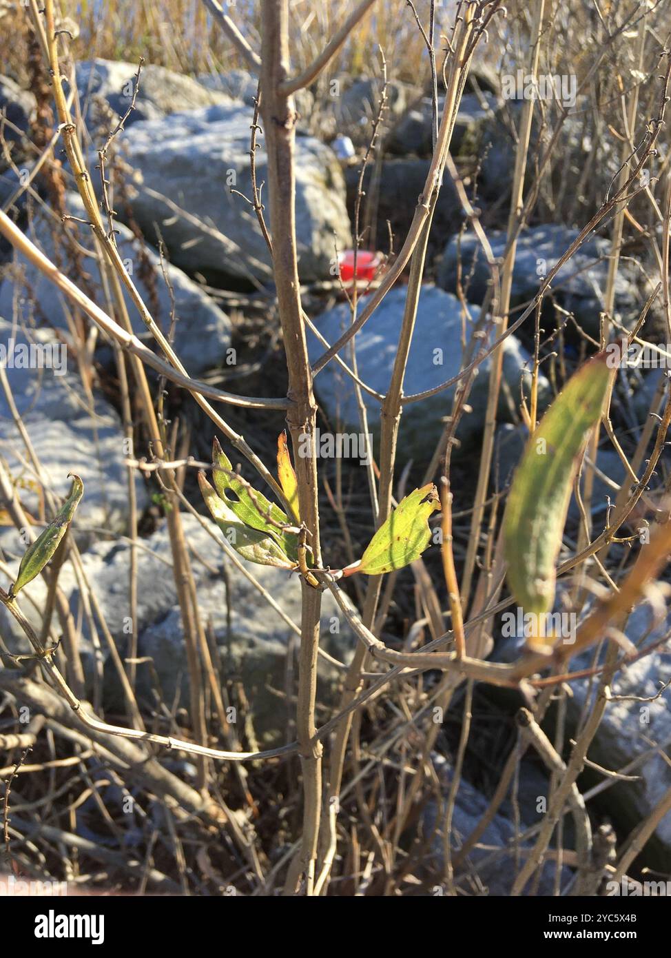 marsh elder (Iva frutescens) Plantae Stock Photo - Alamy