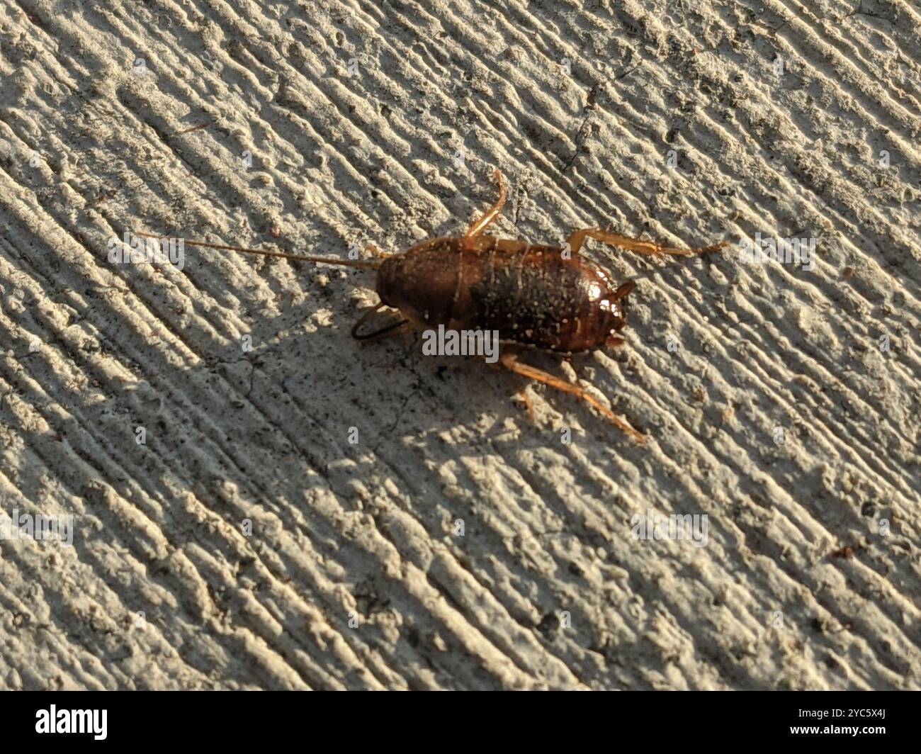 Cockroaches and Termites (Blattodea) Insecta Stock Photo - Alamy