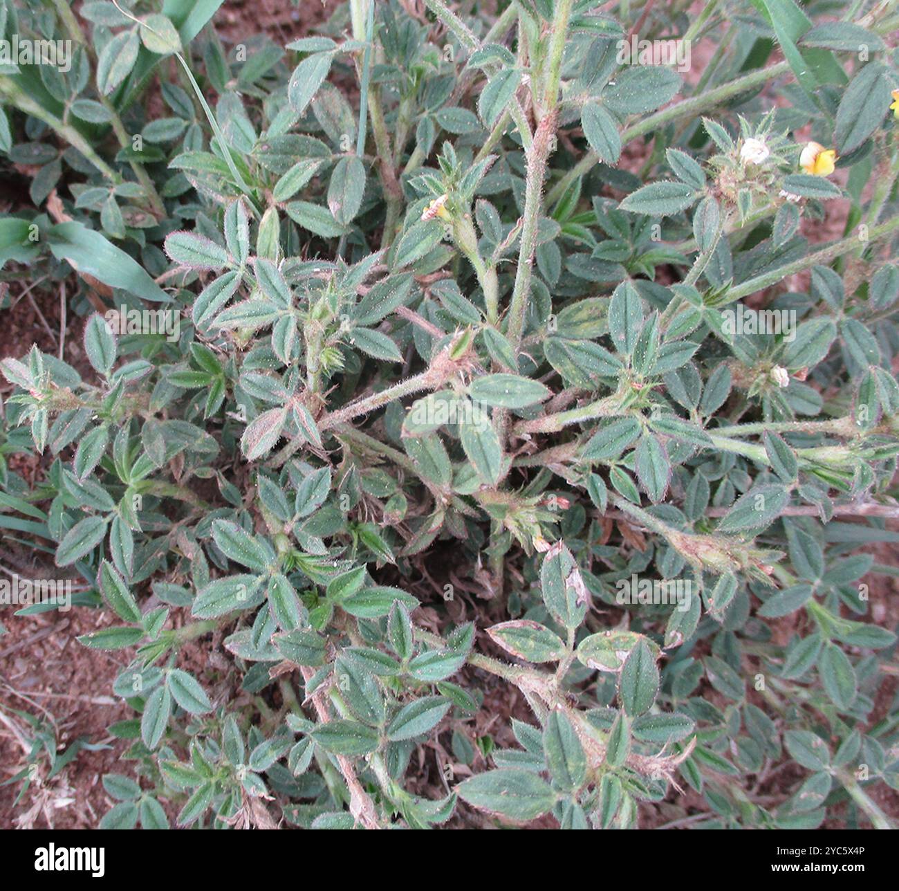 Wild Lucerne (Stylosanthes fruticosa) Plantae Stock Photo - Alamy