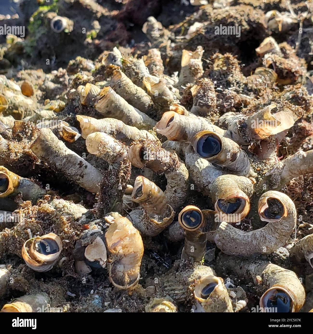 Scaled Worm Snail (Thylacodes squamigerus) Mollusca Stock Photo - Alamy