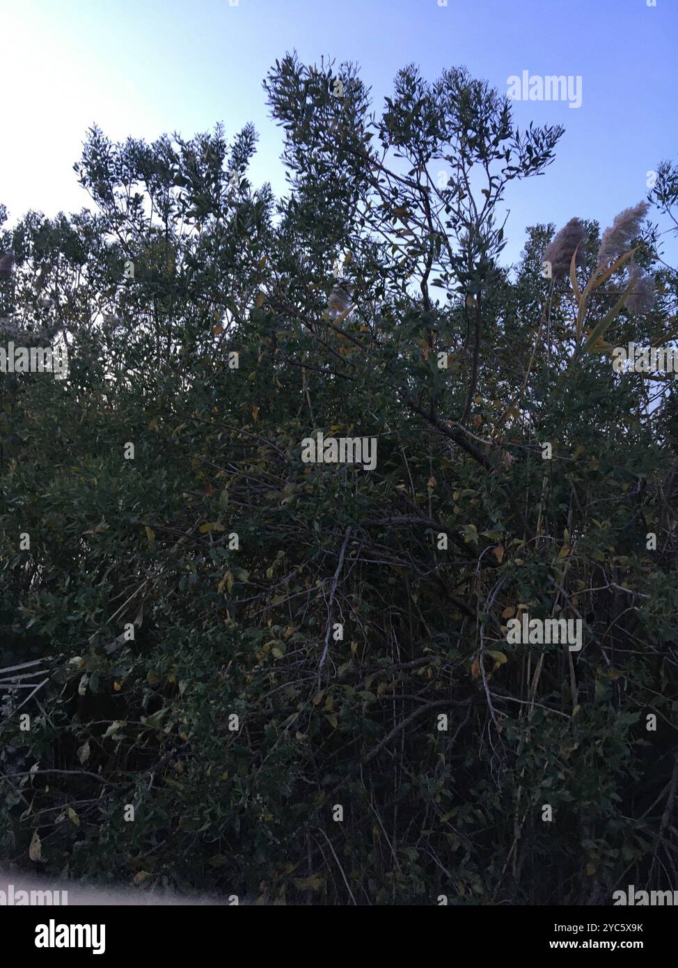 groundsel tree (Baccharis halimifolia) Plantae Stock Photo - Alamy