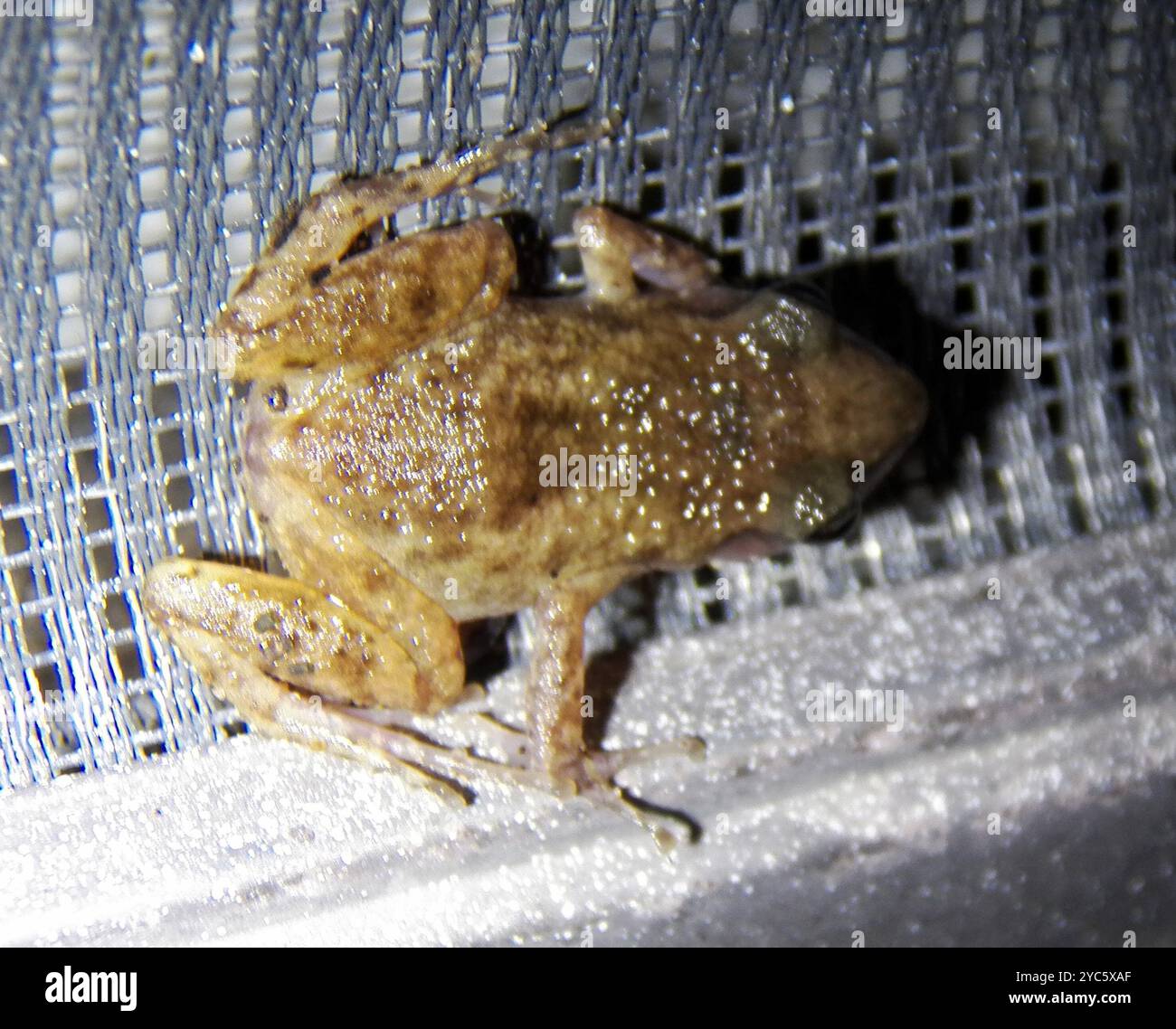 Rio Grande Chirping Frog (Eleutherodactylus campi) Amphibia Stock Photo ...