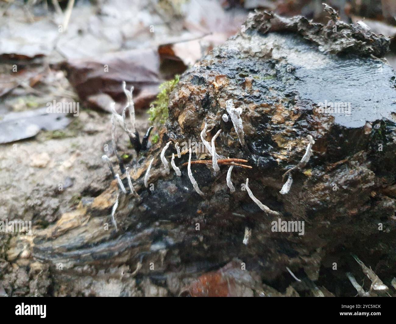 Candlesnuff Fungus (Xylaria hypoxylon) Fungi Stock Photo - Alamy