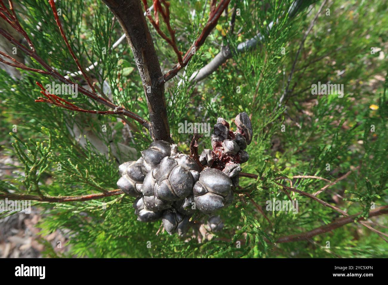 Oyster Bay cypress-pine (Callitris rhomboidea) Plantae Stock Photo - Alamy