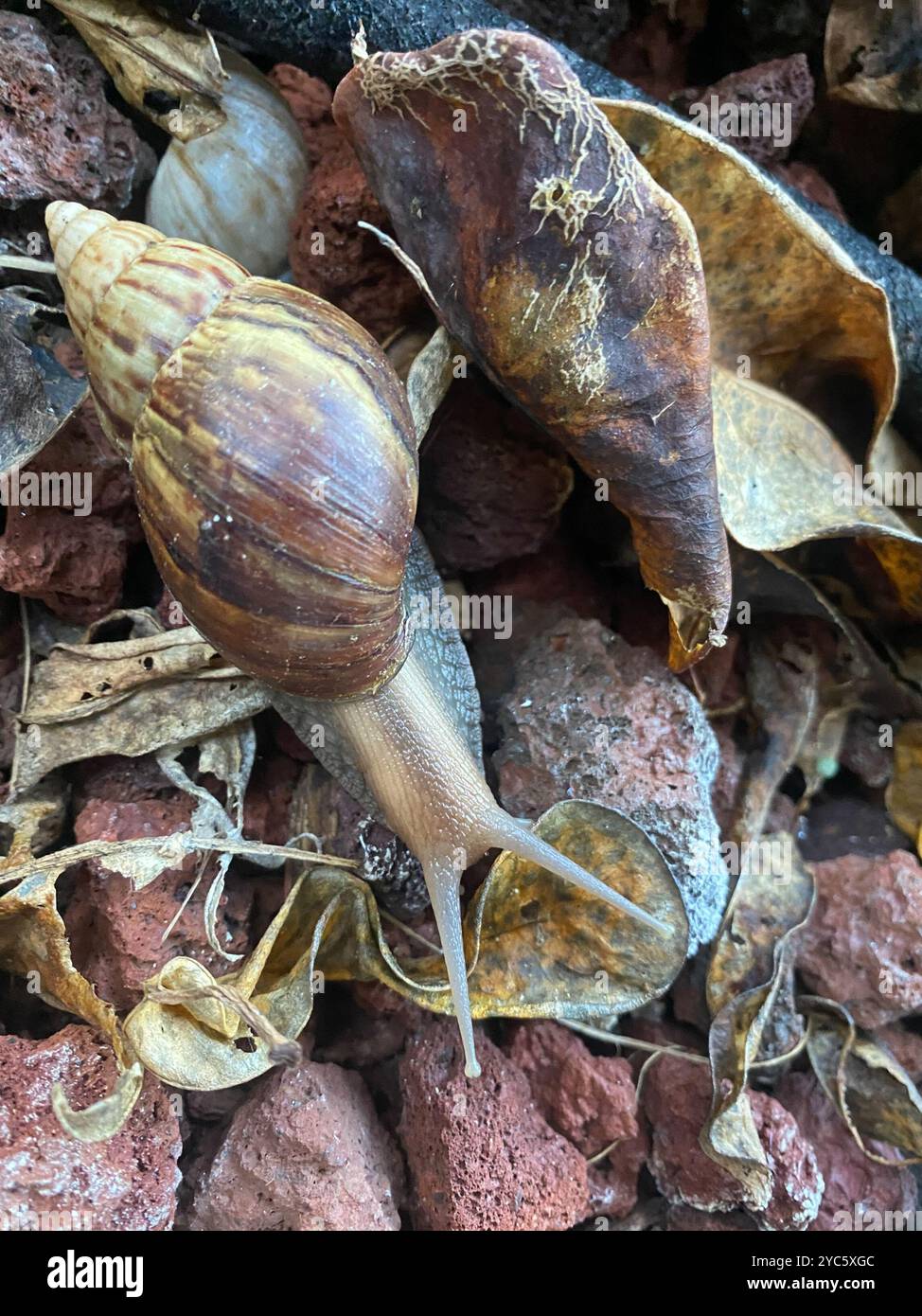 African Giant Snail (Lissachatina fulica) Mollusca Stock Photo - Alamy