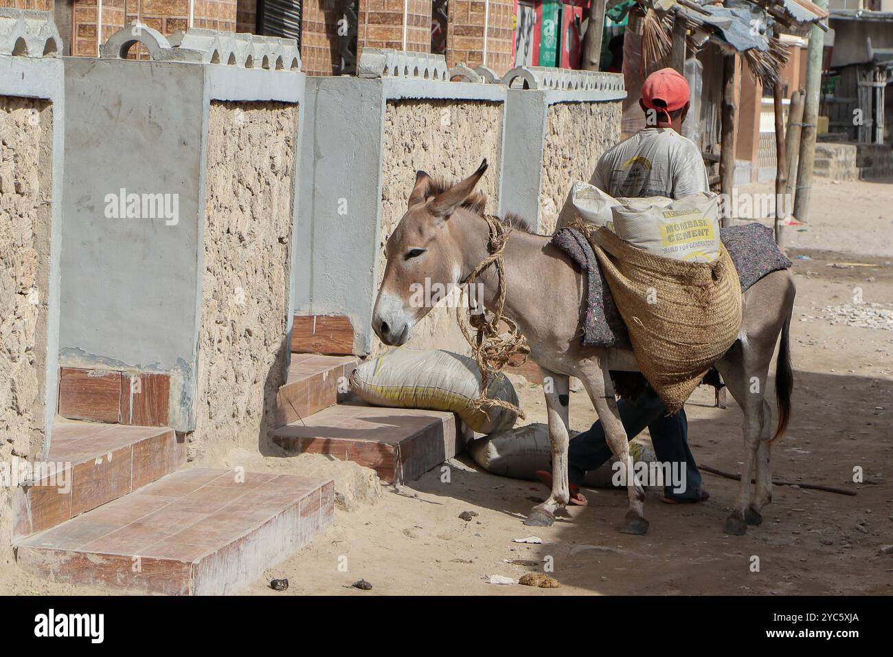 A man loads a donkey with sand in Lamu Old Town. The Donkey Sanctuary ...