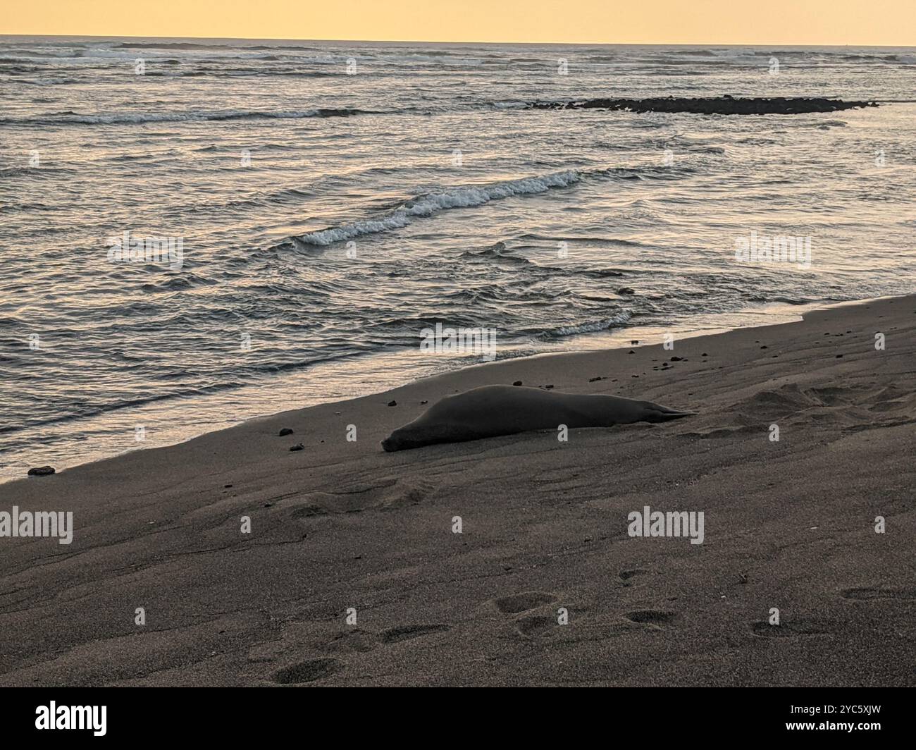 Hawaiian Monk Seal (Neomonachus schauinslandi) Mammalia Stock Photo - Alamy
