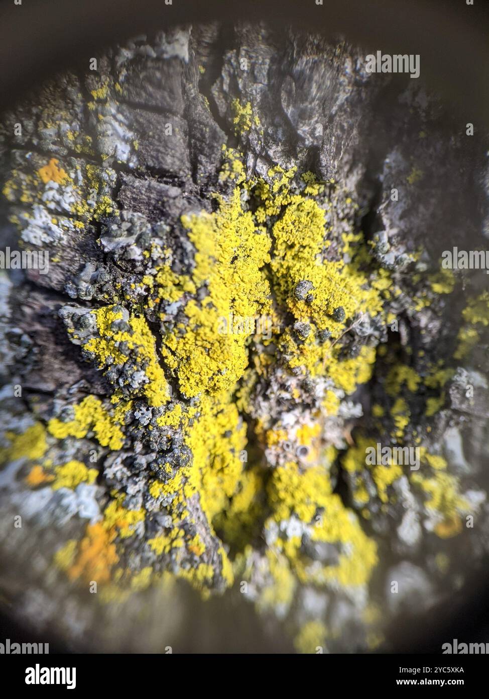 Candleflame Lichen (Candelaria concolor) Fungi Stock Photo - Alamy