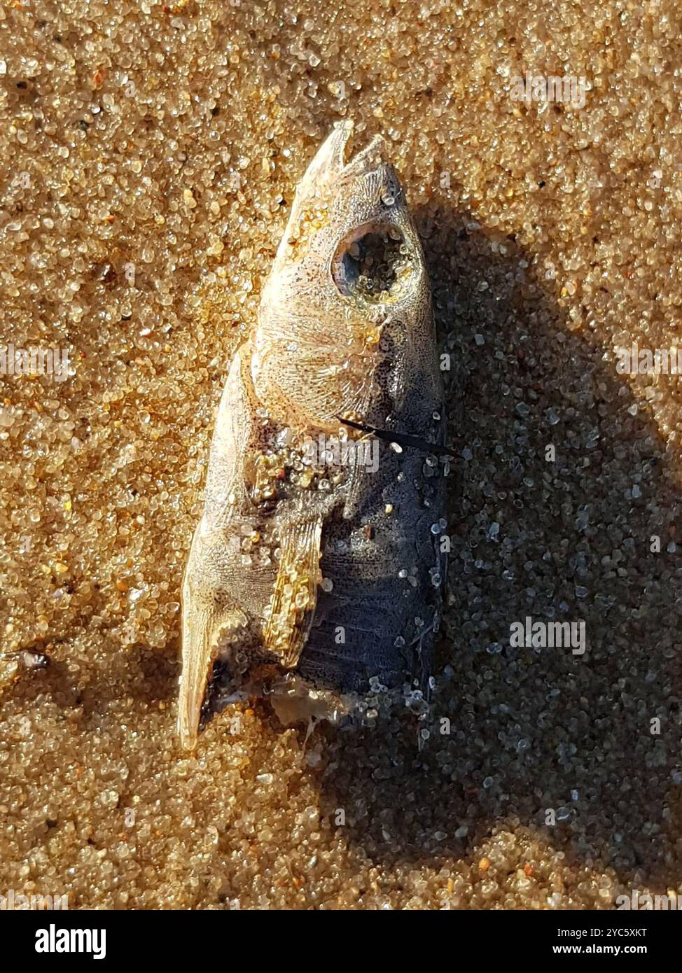 Sticklebacks (Gasterosteidae) Actinopterygii Stock Photo - Alamy