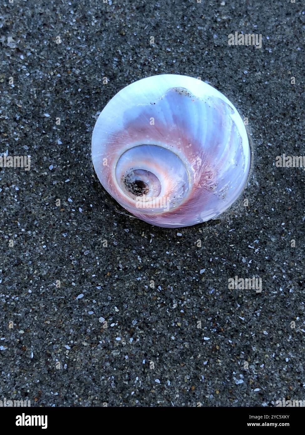 Northern Moonsnail (Euspira heros) Mollusca Stock Photo - Alamy