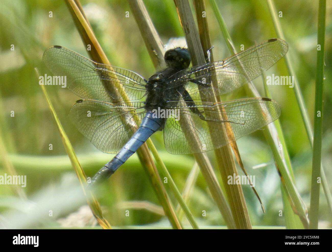 Black-tailed Skimmer (Orthetrum cancellatum) Insecta Stock Photo - Alamy