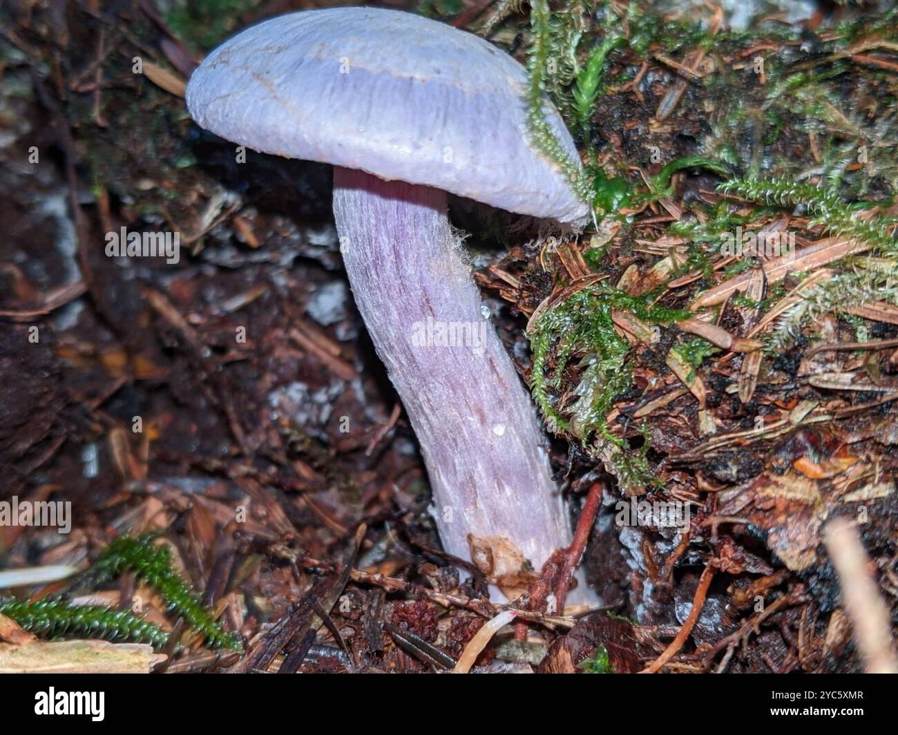 Webcaps (Cortinarius) Fungi Stock Photo - Alamy