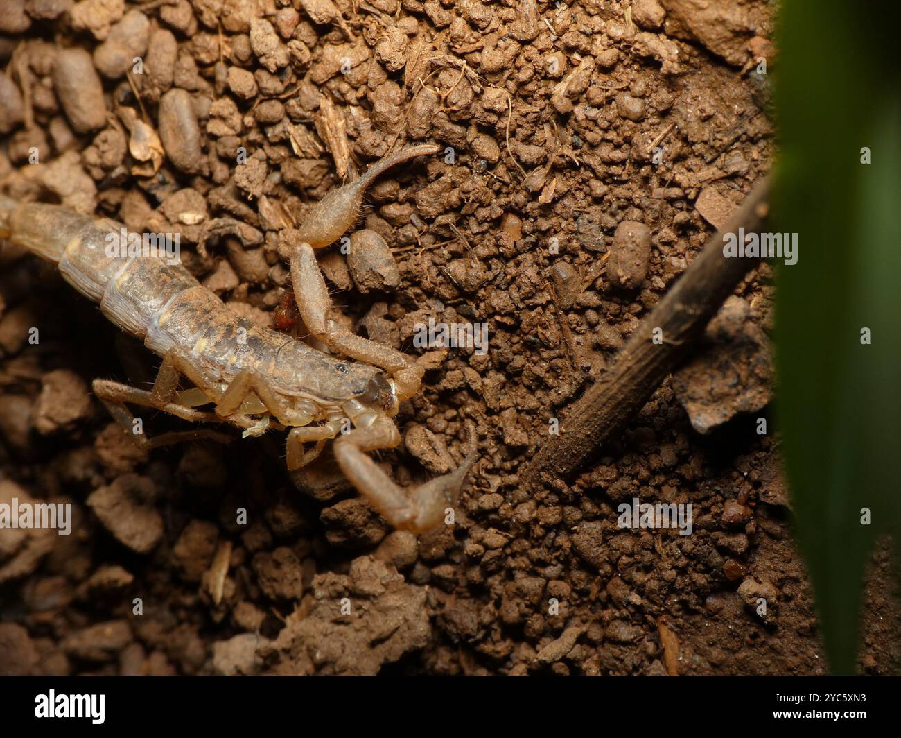Tree Scorpions (Uroplectes) Arachnida Stock Photo - Alamy