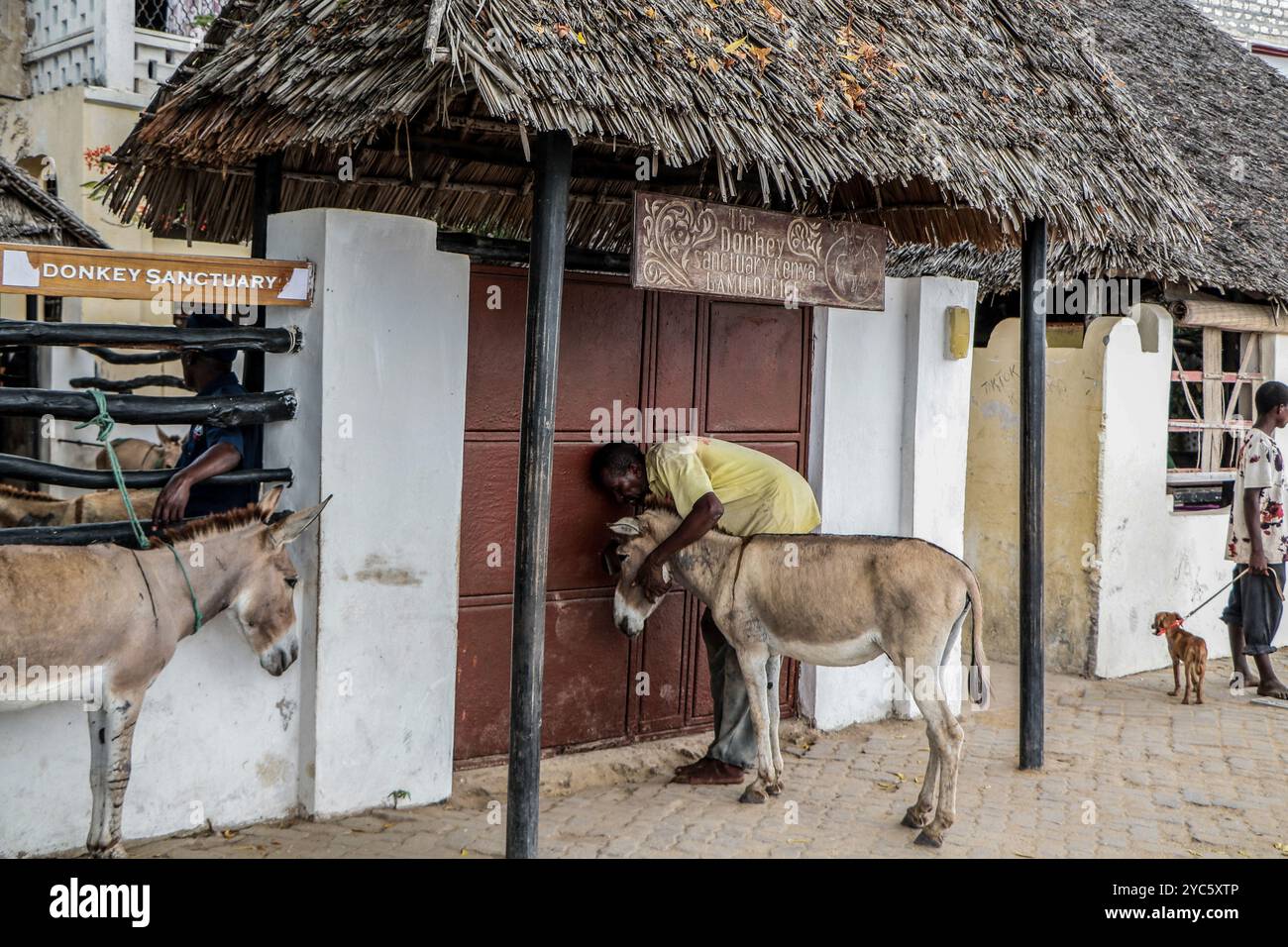A donkey is brought for check up at the Donkey Sanctuary in Lamu Old ...